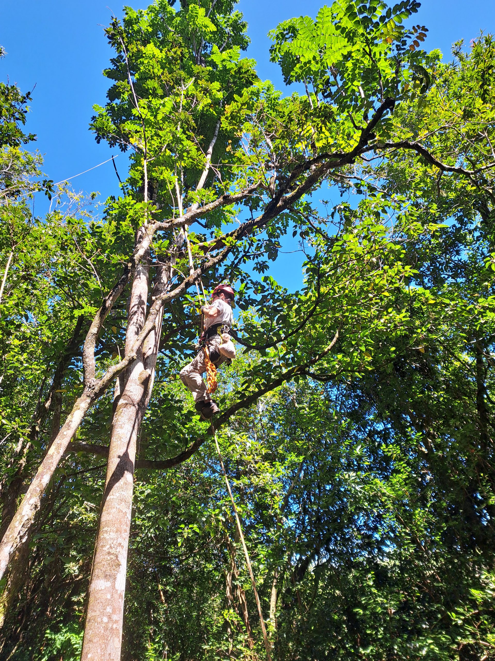Une nouvelle compétence "Grimpe" au CBNM - Conservatoire Botanique ...